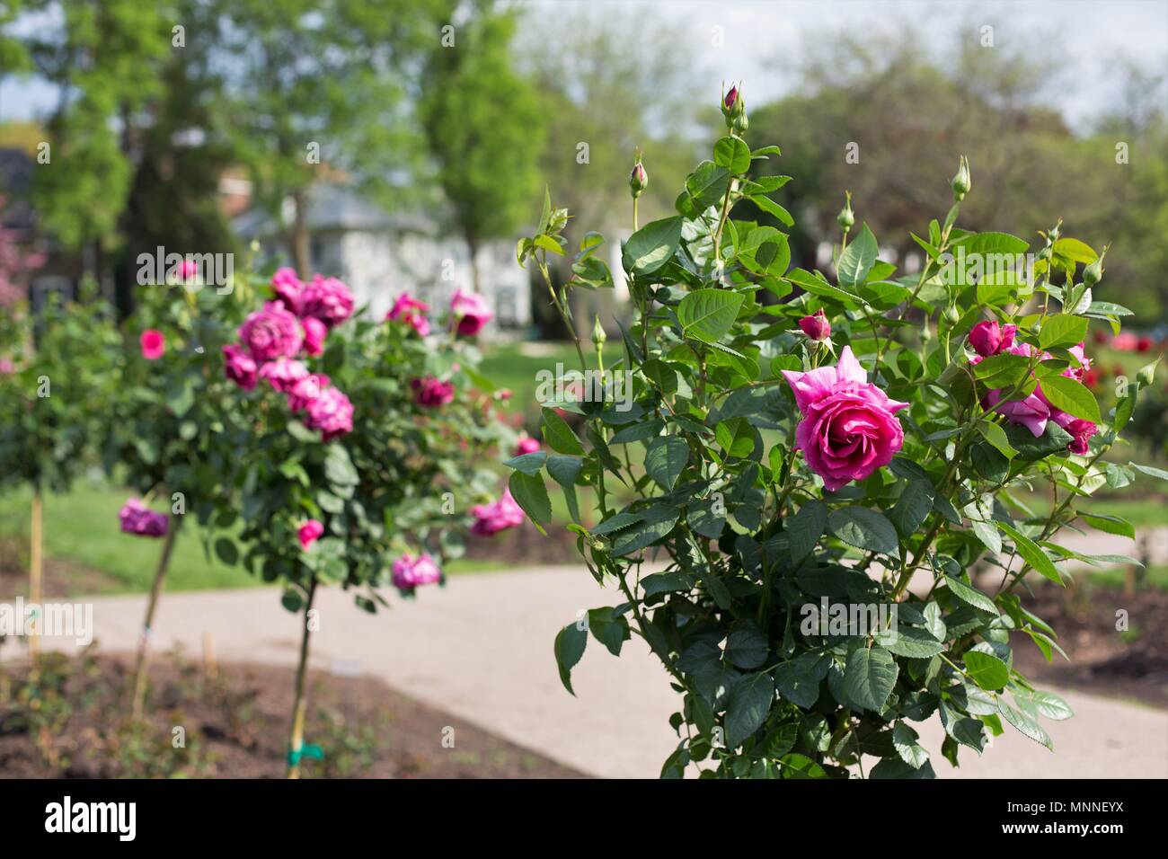 Double delight roses hi-res stock photography and images - Alamy