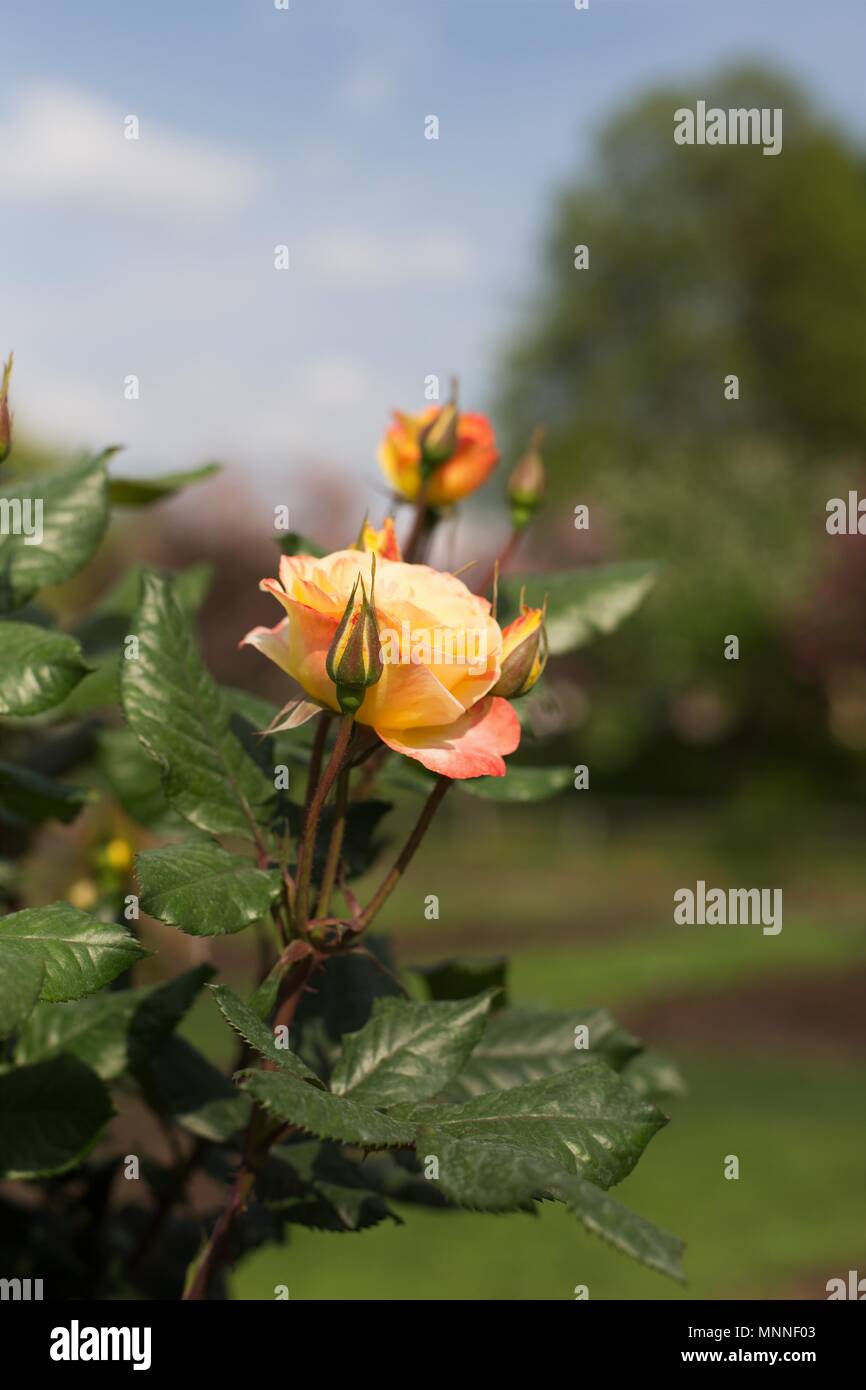 Lyndale rose garden hi-res stock photography and images - Alamy