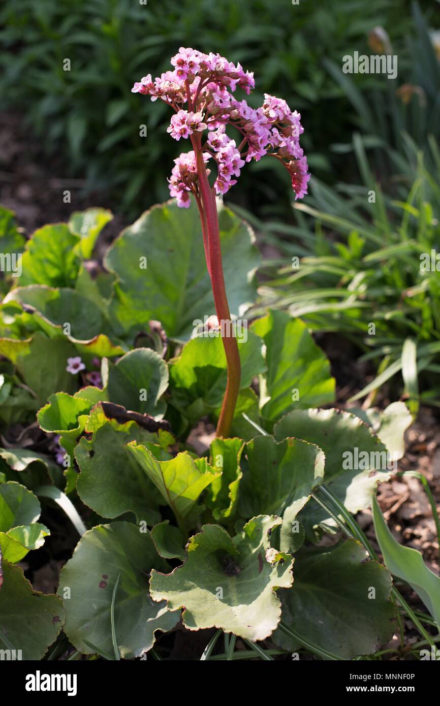 Bergenia cordifolia, Pigsqueak, at Lyndale Park in Minneapolis ...