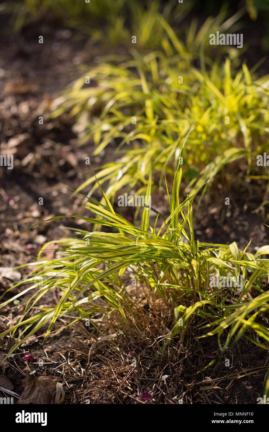 Japanese forest grass hi-res stock photography and images - Alamy