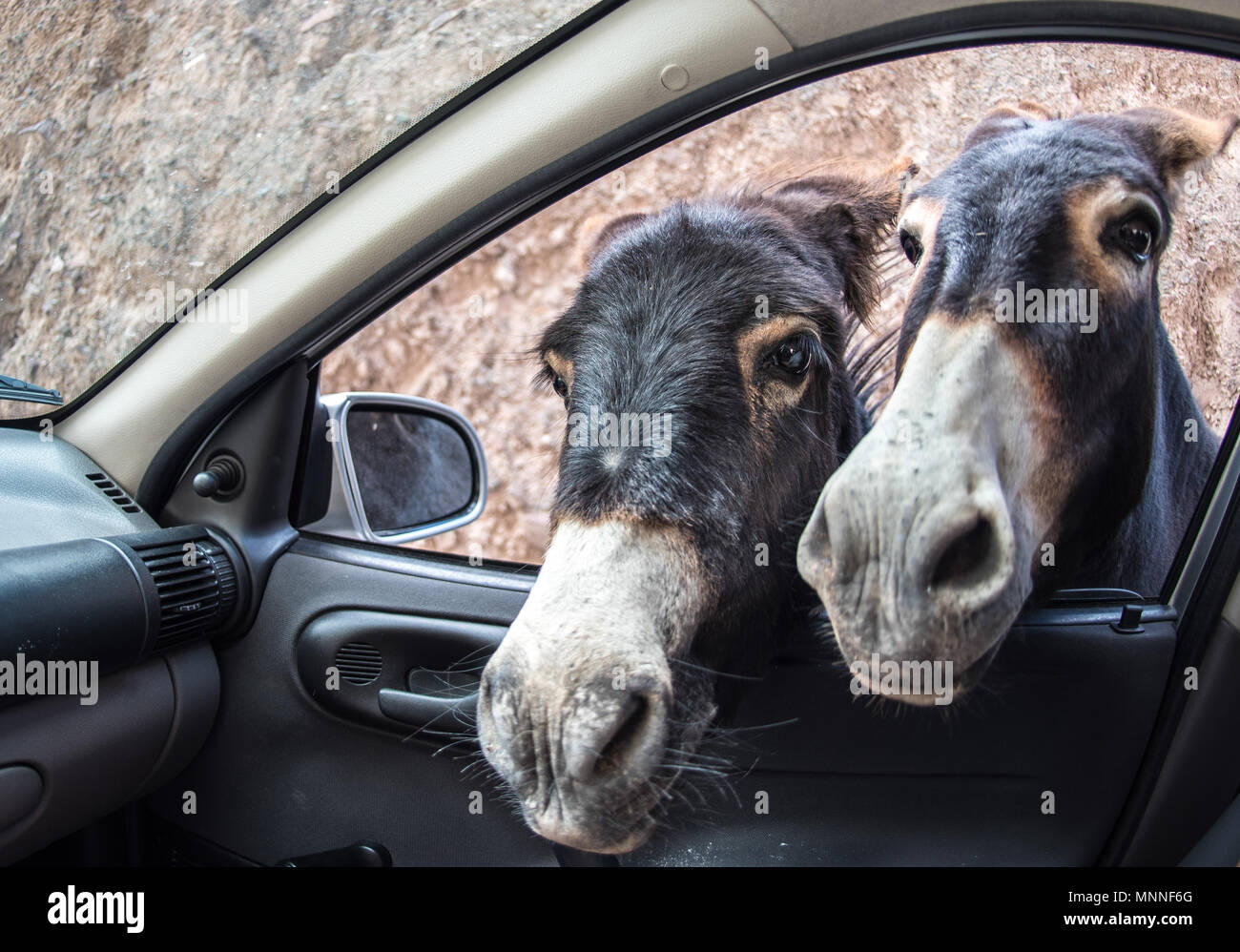 couple of donkeys Stock Photo - Alamy