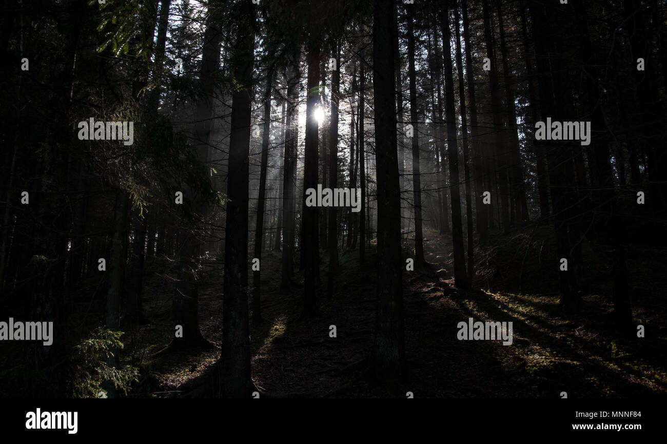 Dramatic backlight in the woods Stock Photo - Alamy