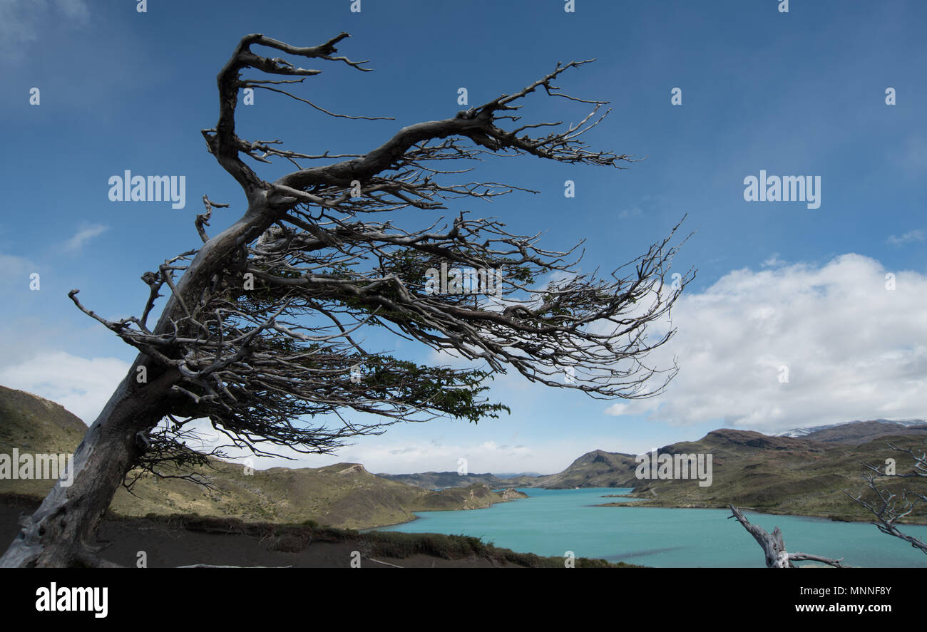 Windswept wind bent hi-res stock photography and images - Alamy