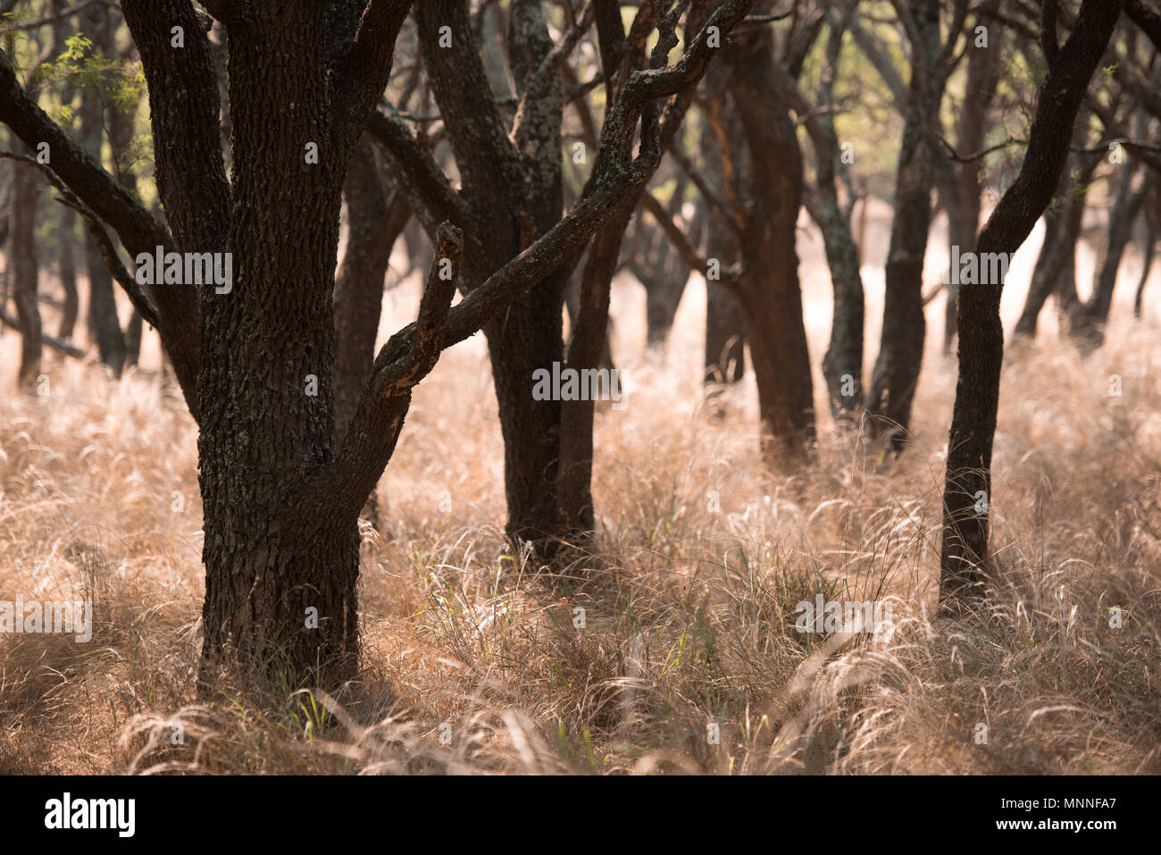 Pampa forest hi-res stock photography and images - Alamy