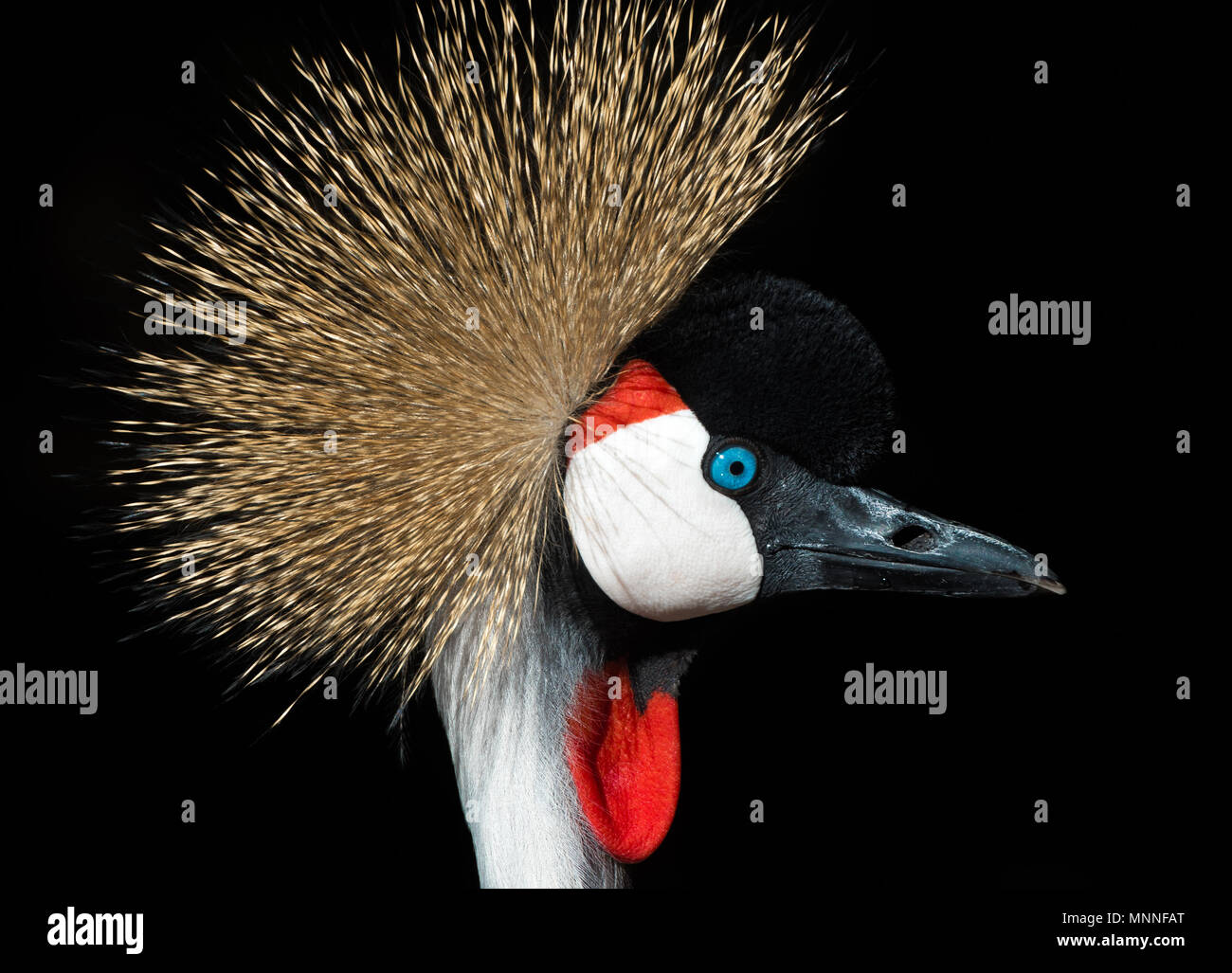 Grey crowned crane Stock Photo - Alamy