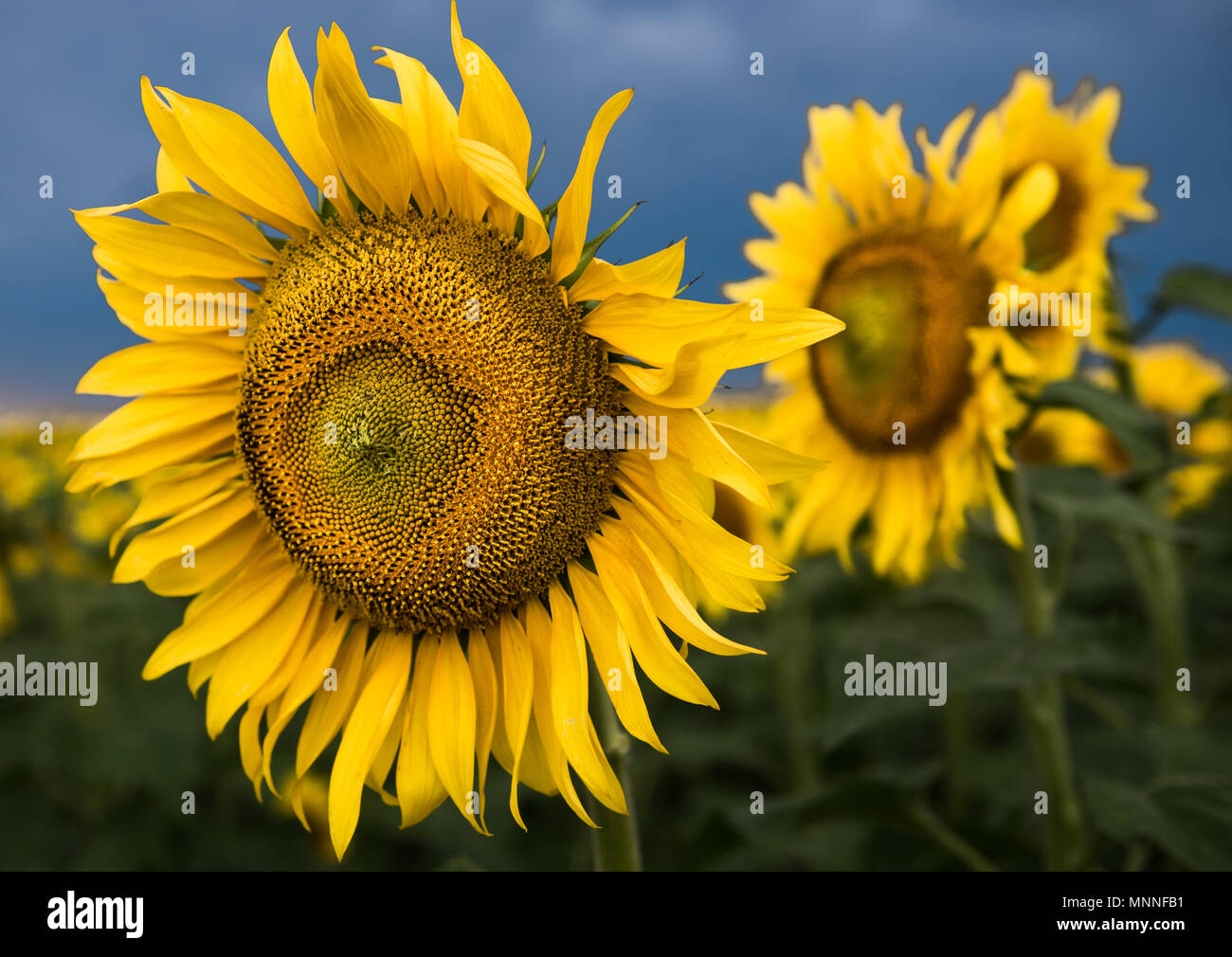 Group of sunflowers hi-res stock photography and images - Alamy