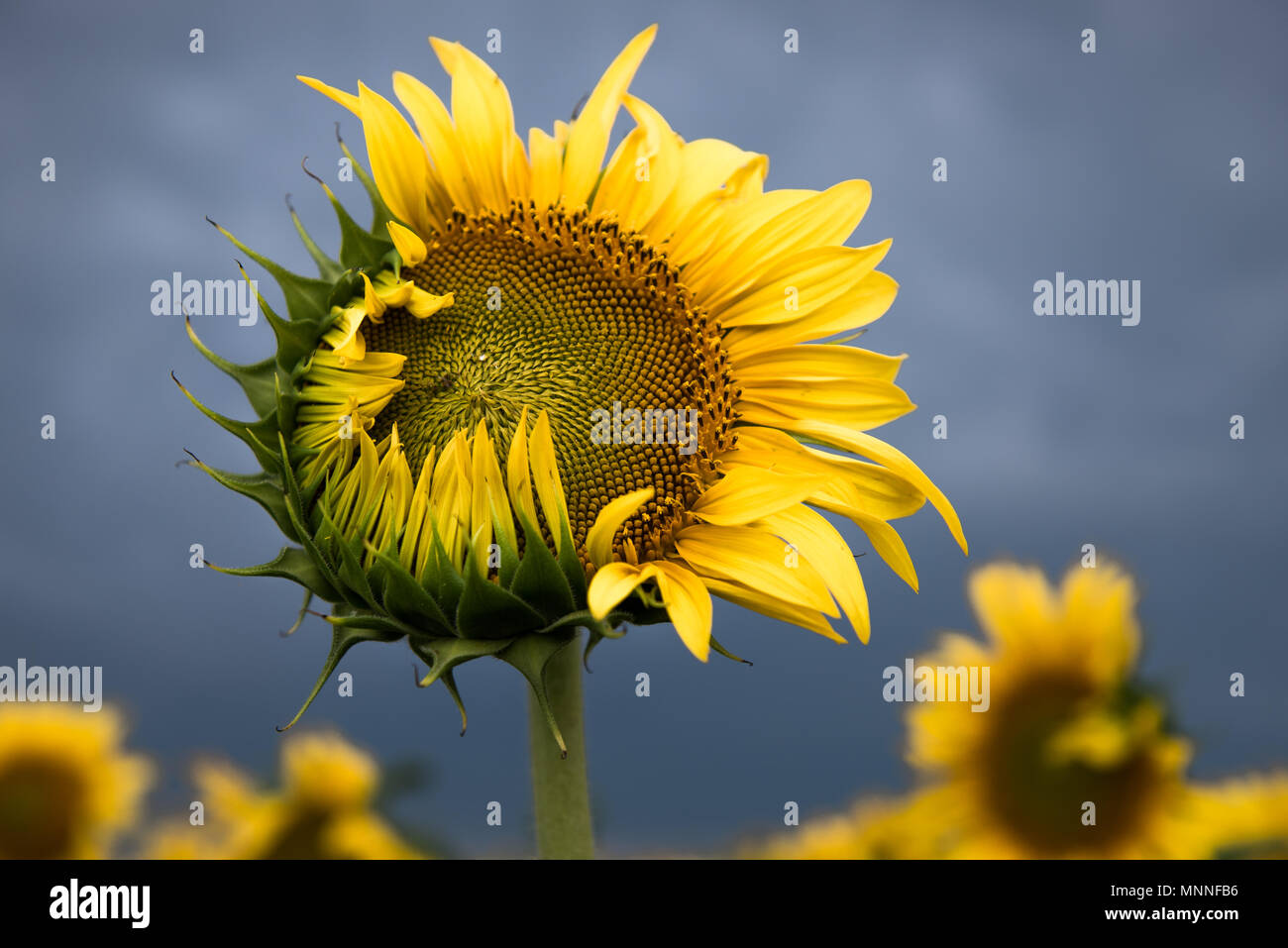 Group of sunflowers hi-res stock photography and images - Alamy