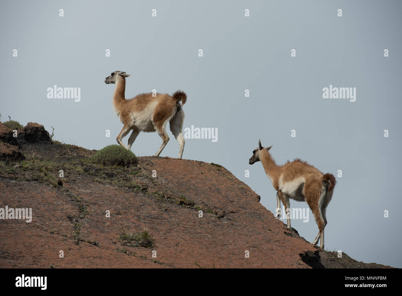 Guanaco in Patagonia Stock Photo - Alamy