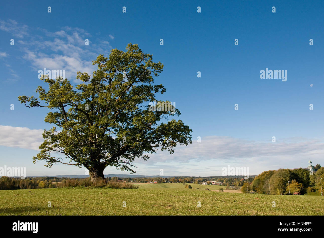 Oak in scandinavia Stock Photo - Alamy