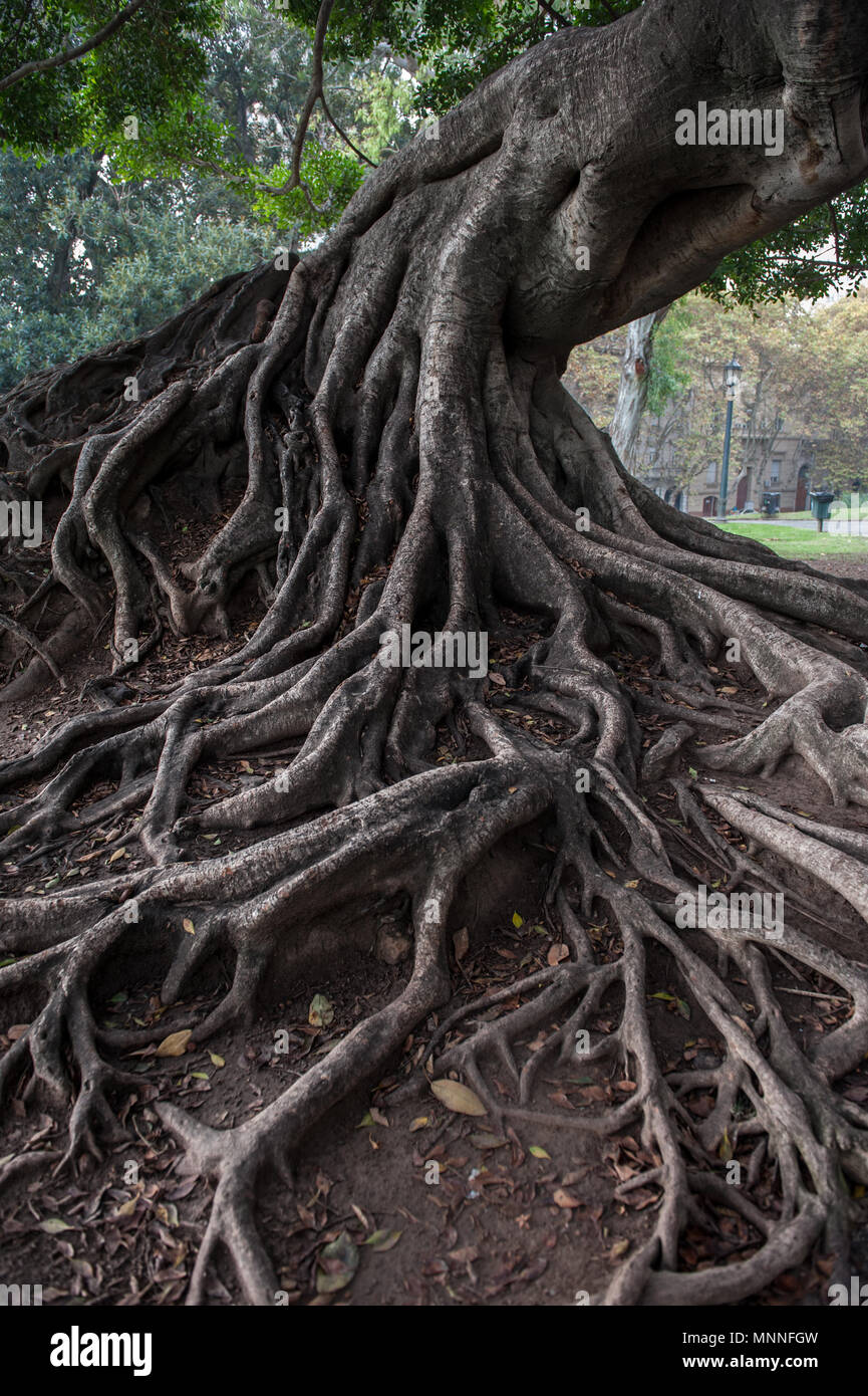 Old roots in the city Stock Photo - Alamy