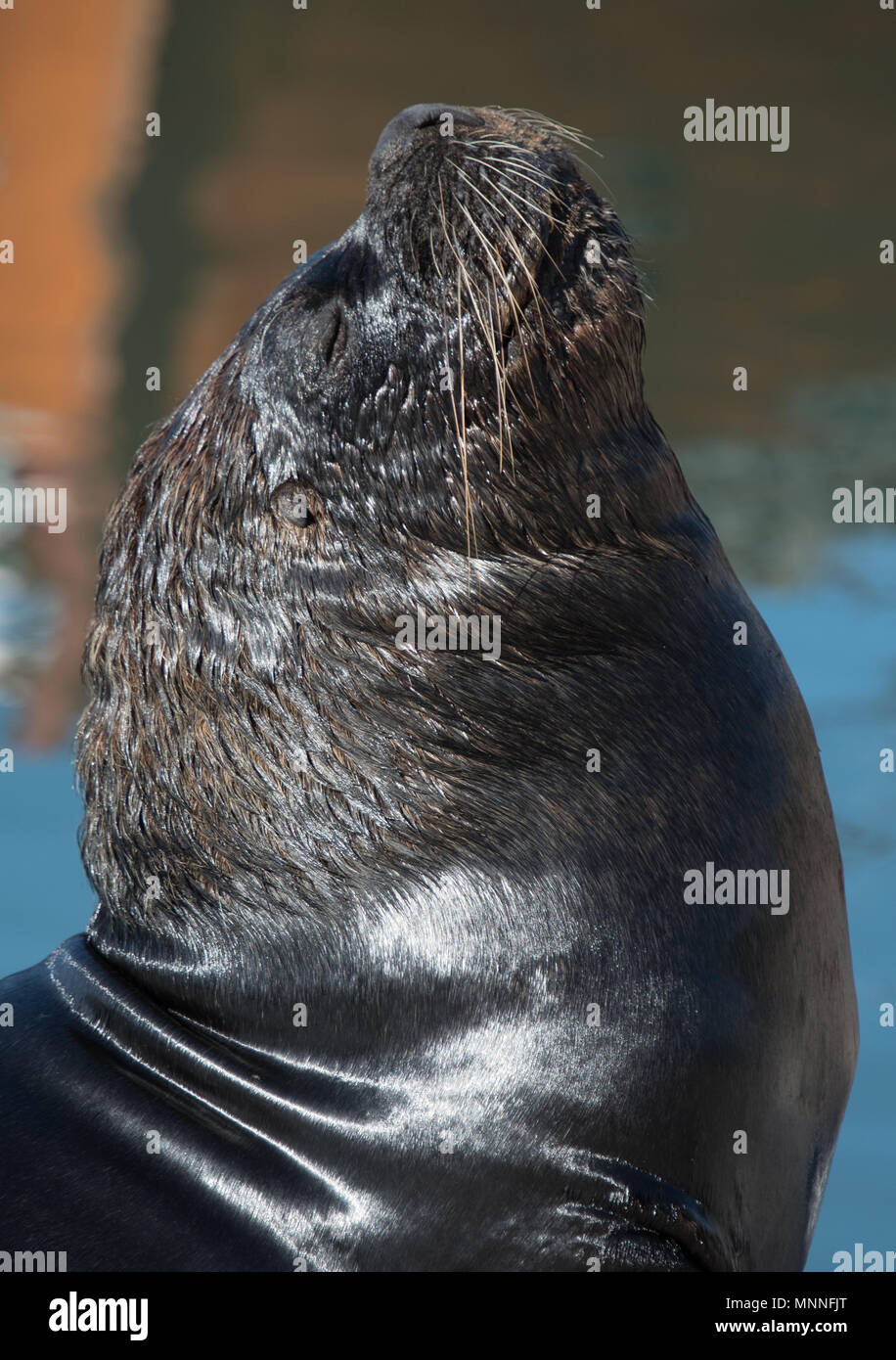 Portrait of seal Stock Photo - Alamy