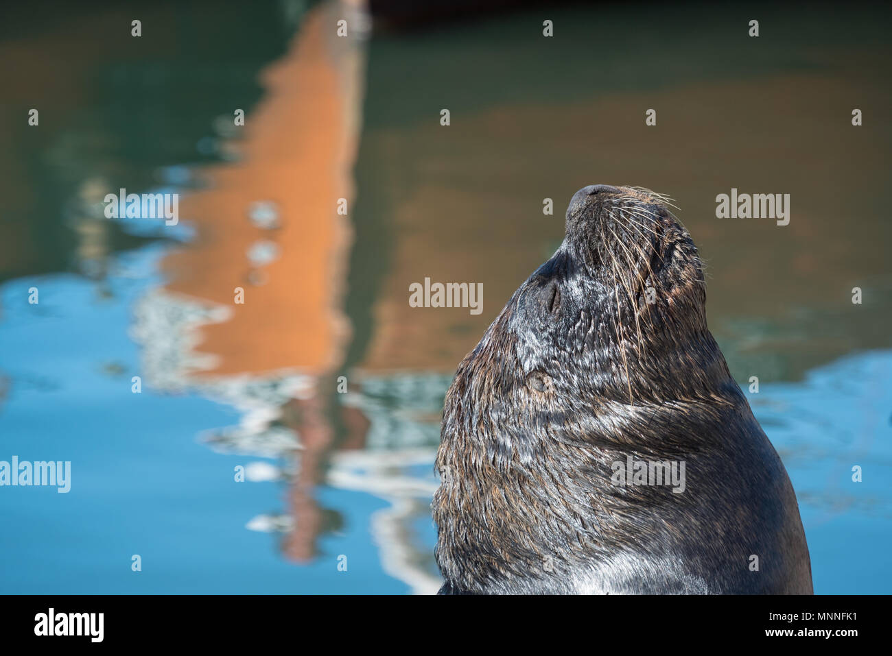 Portrait of seal Stock Photo - Alamy