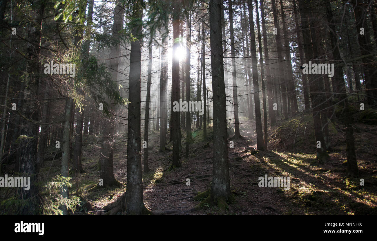 Dramatic backlight in the woods Stock Photo - Alamy