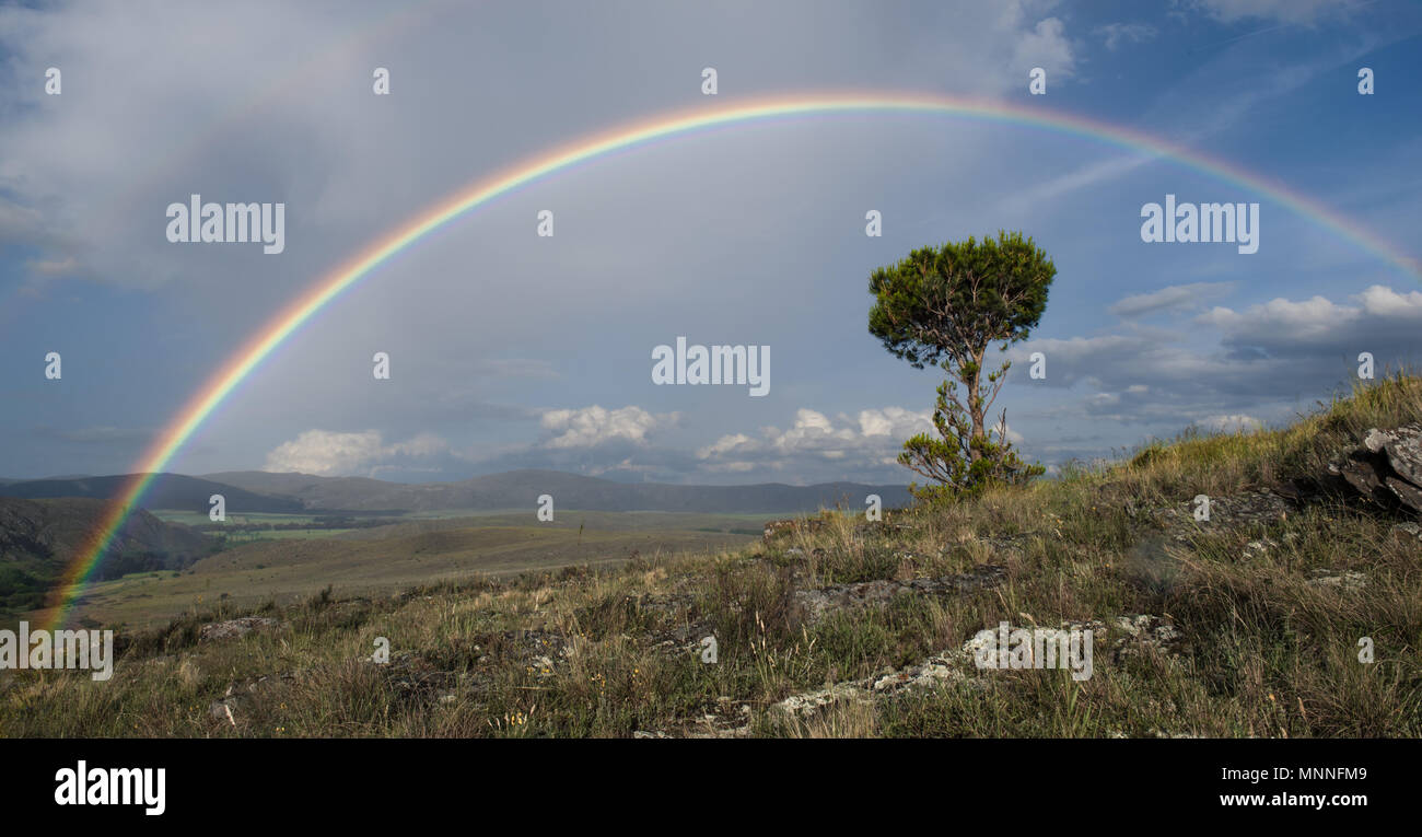 Rainbow and tree Stock Photo - Alamy