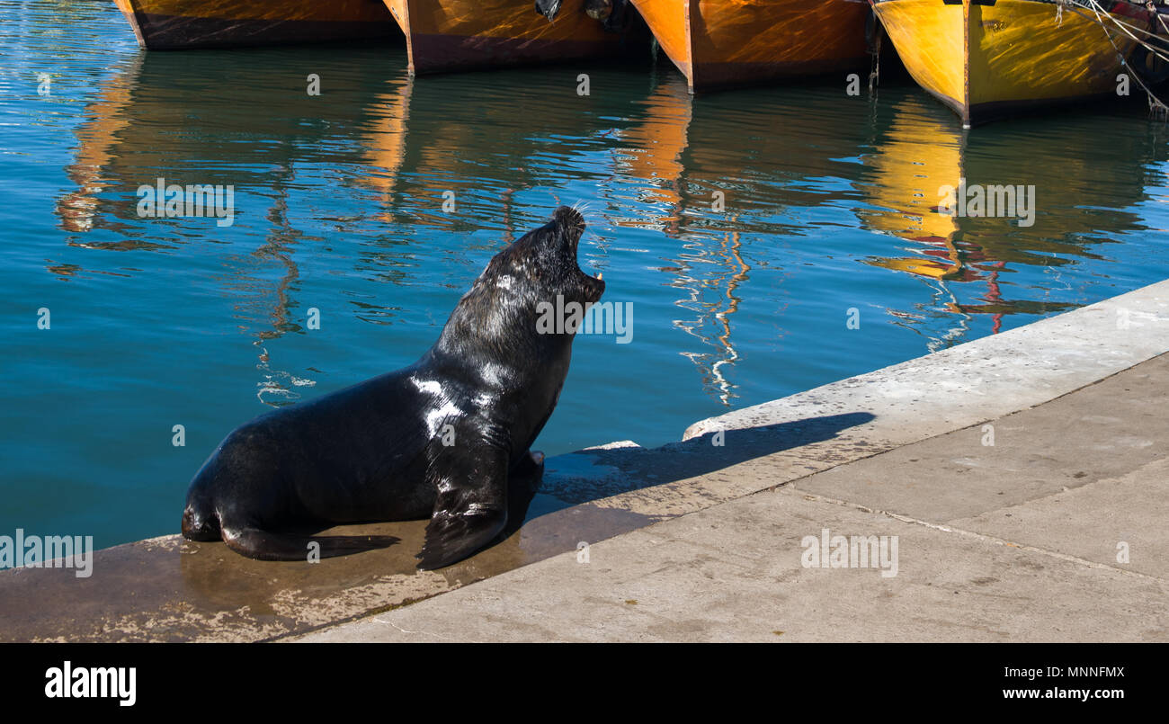 Seal skin boat hi-res stock photography and images - Alamy
