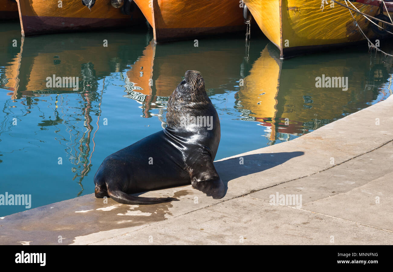 Seal skin boat hi-res stock photography and images - Alamy