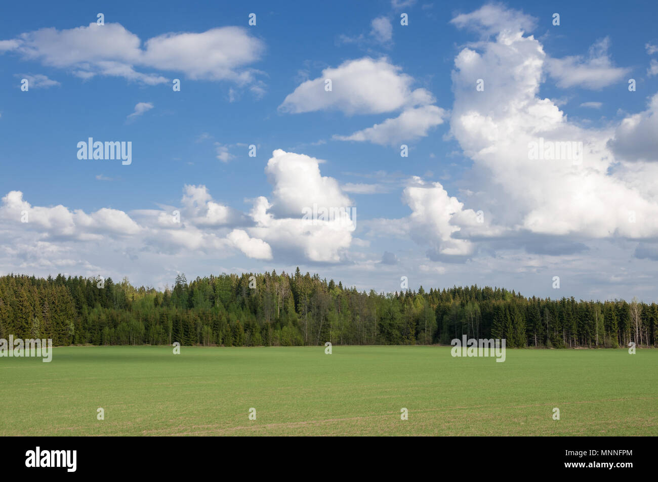 Scandinavia spring park hi-res stock photography and images - Alamy