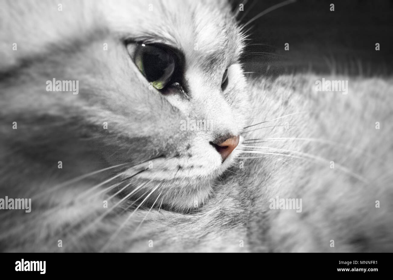 Scotch cat hi-res stock photography and images - Alamy