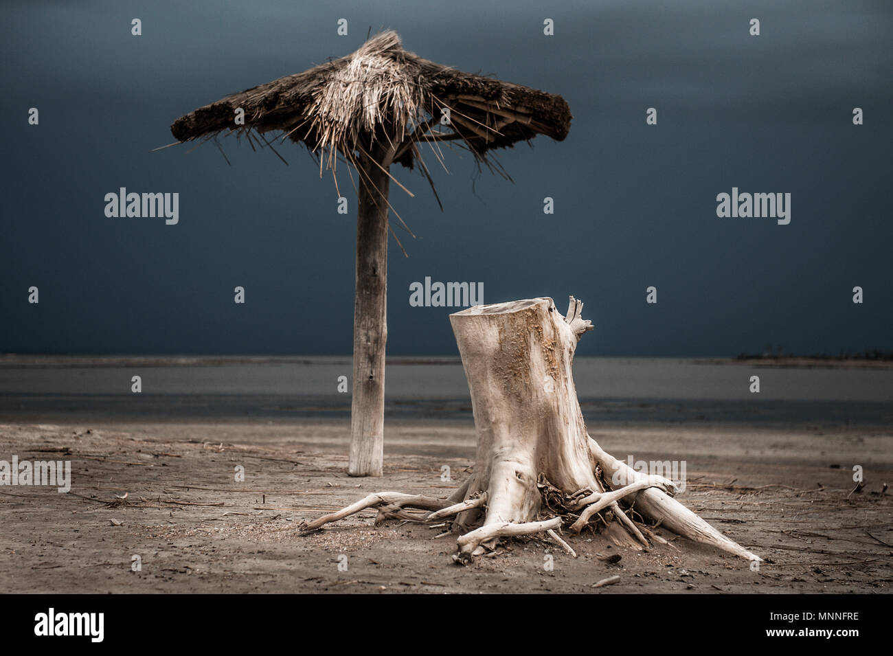 Straw umbrella and dead tree Stock Photo - Alamy