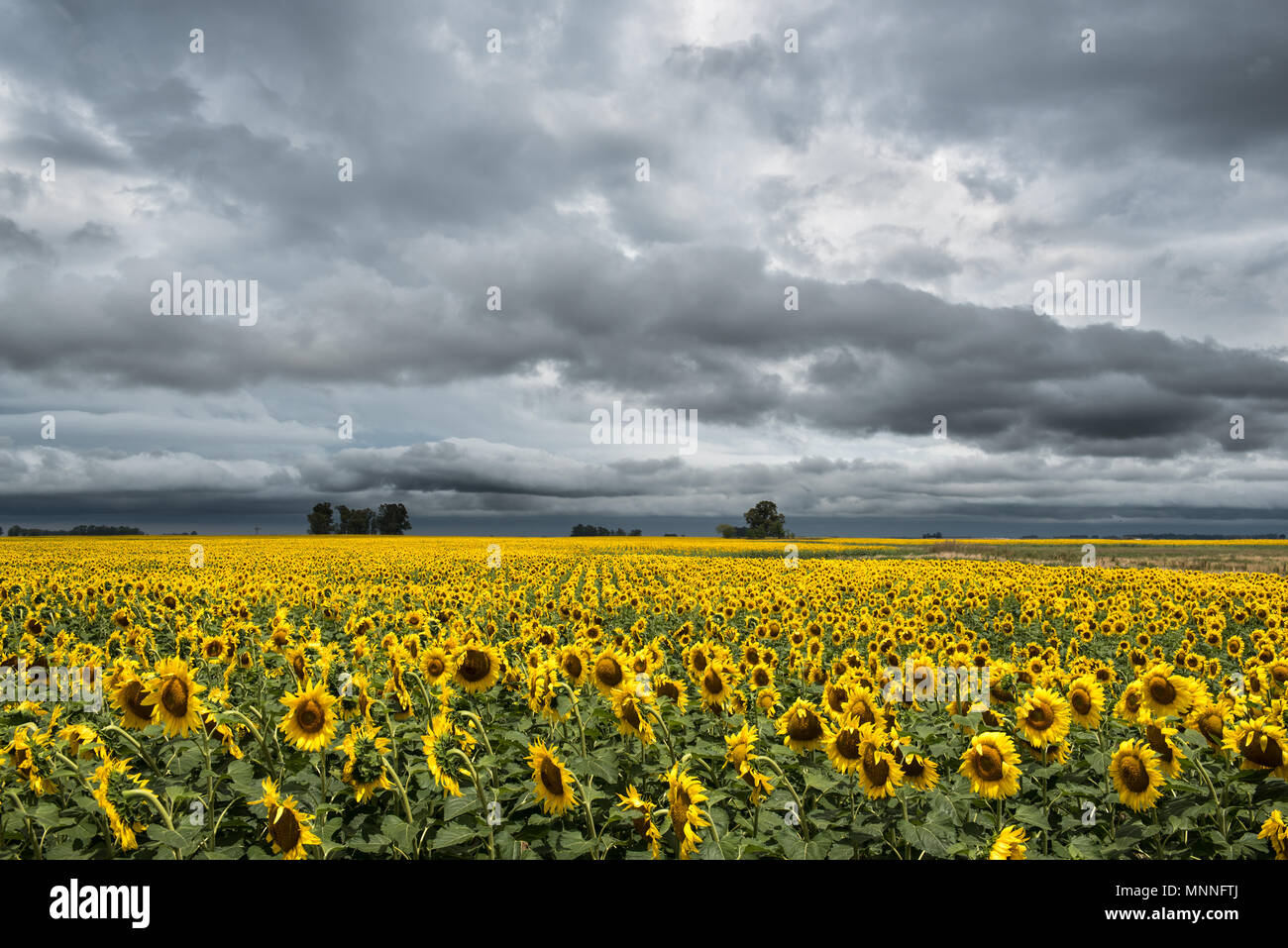 Sunflowers field harvesting agronomy agriculture hi-res stock ...