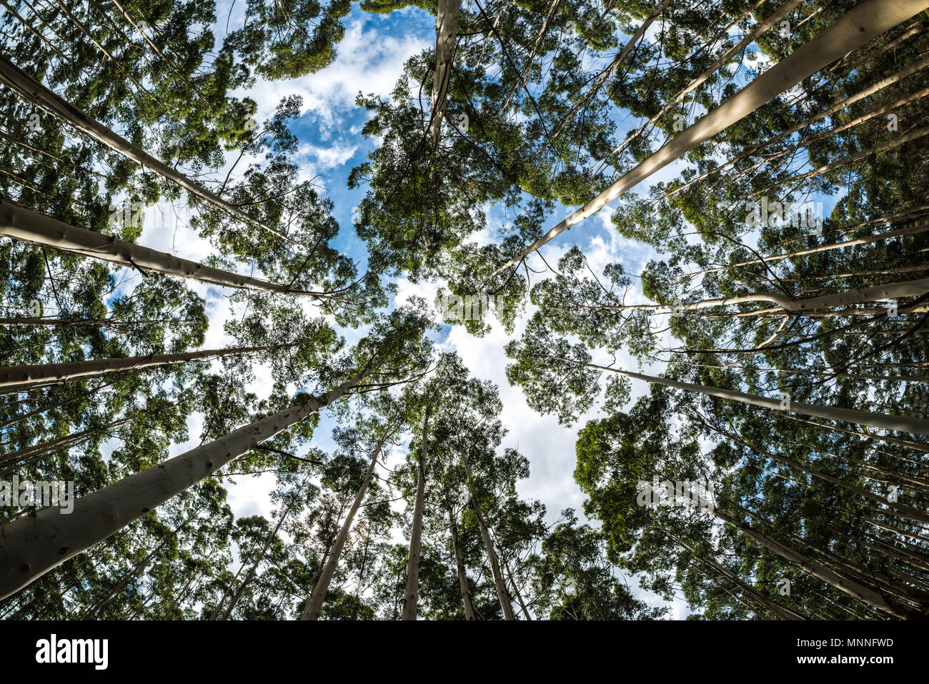 Tall trees from bottom Stock Photo - Alamy