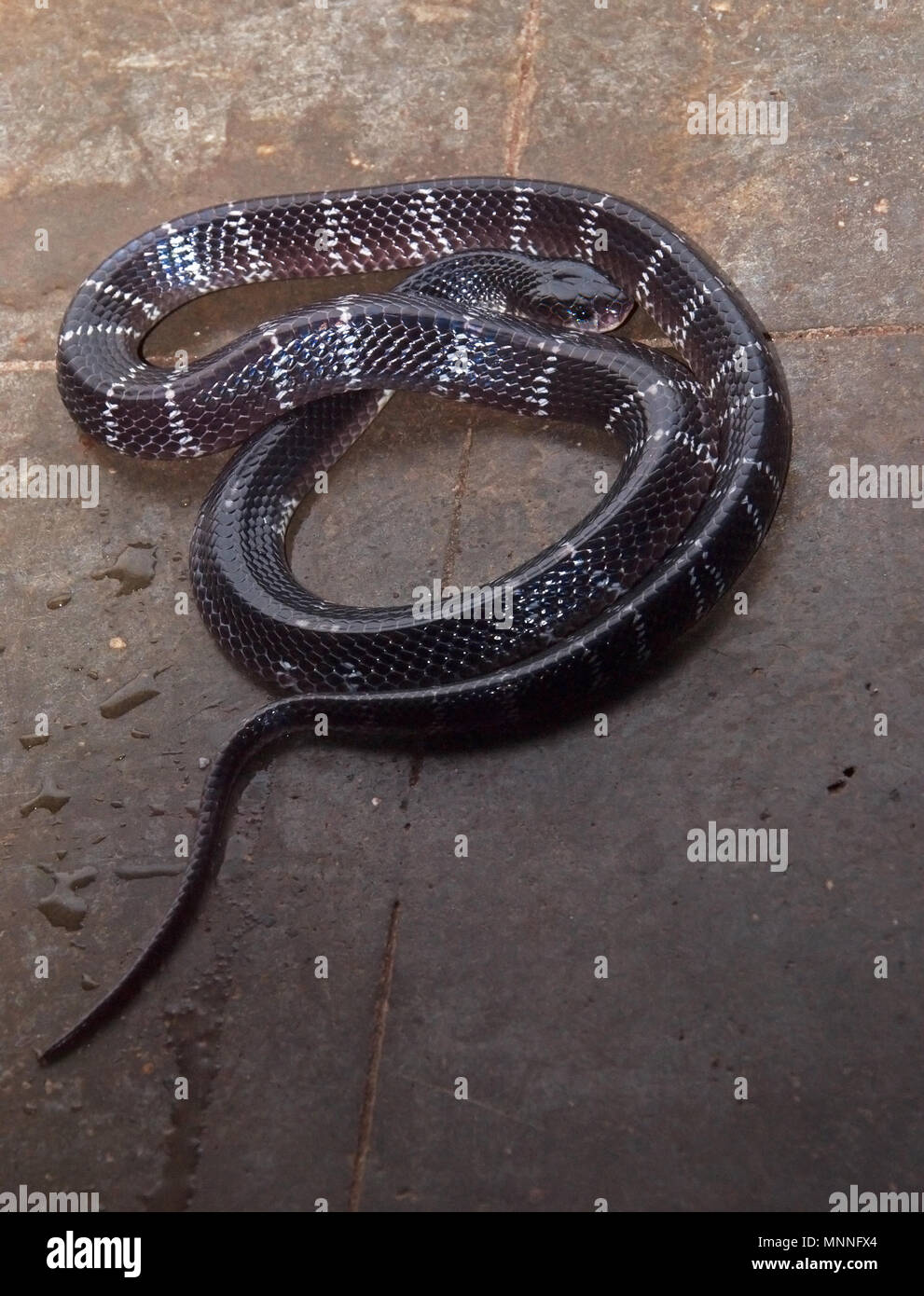 Common krait house hi-res stock photography and images - Alamy