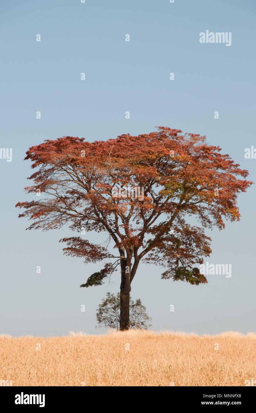 Savanna plant hi-res stock photography and images - Alamy