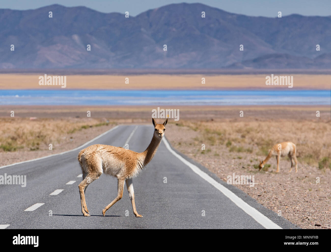Young vicuna hi-res stock photography and images - Alamy