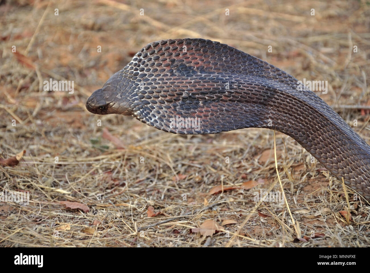 indian spectacled cobra naja naja in farm Stock Photo - Alamy
