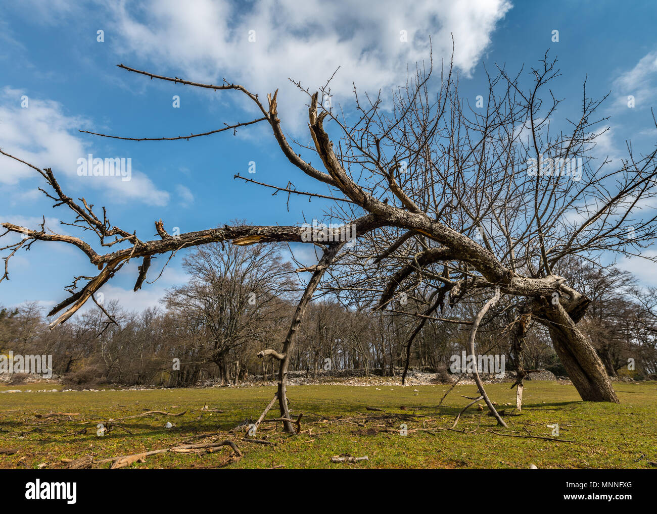 Abandoned orchard hi-res stock photography and images - Alamy