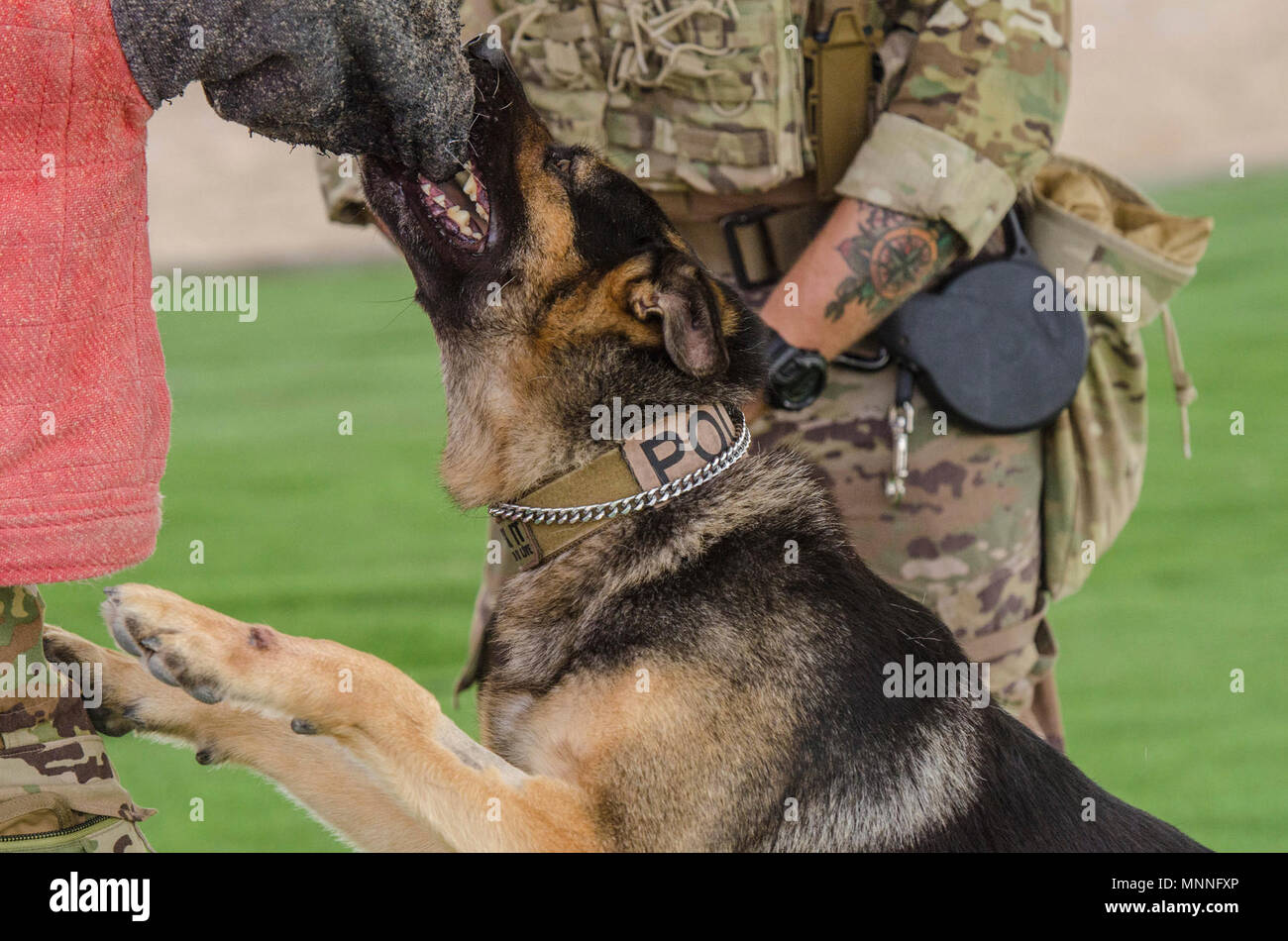 Usaf military working dogs hi-res stock photography and images - Alamy