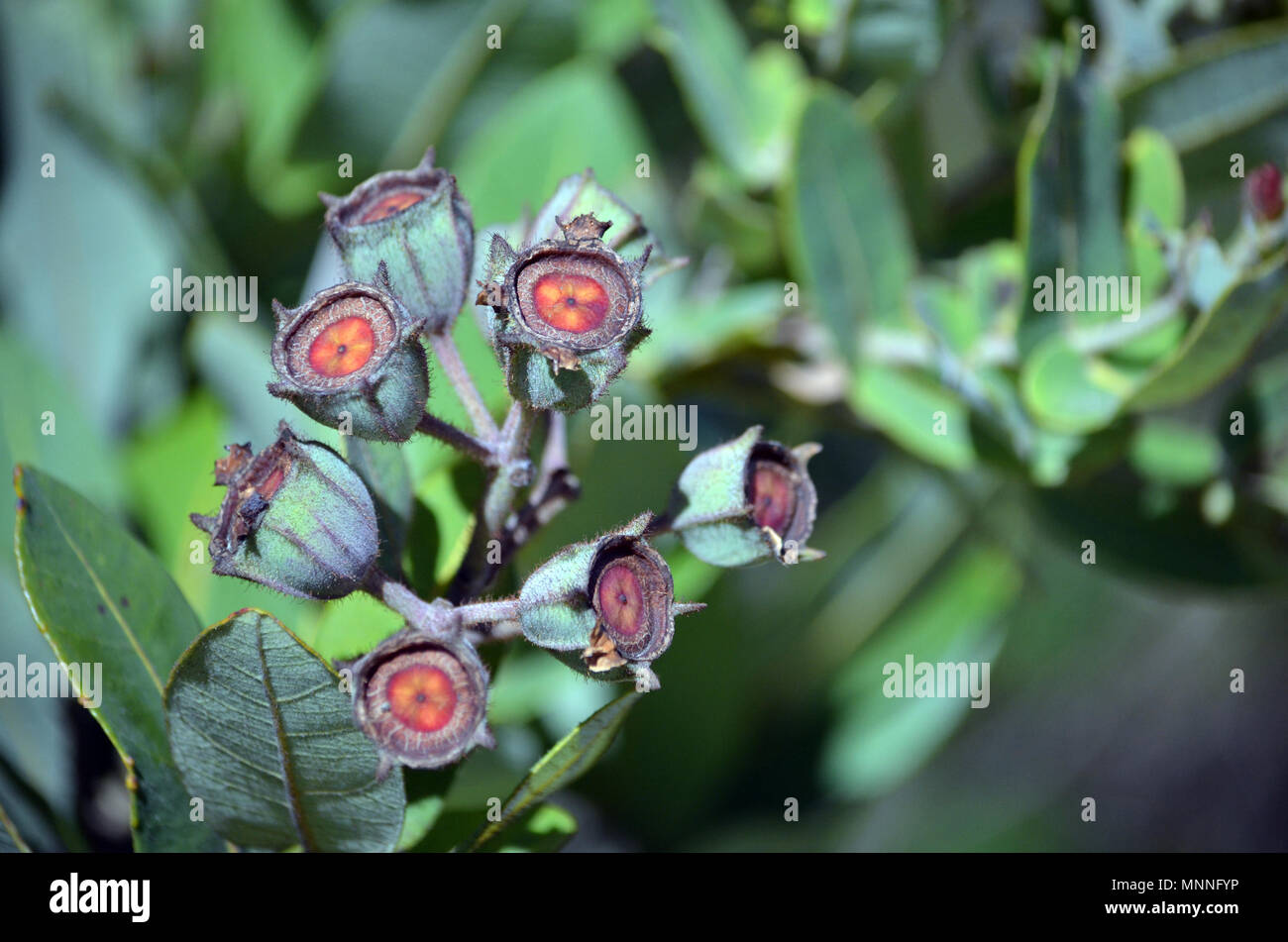 Australian Dwarf Apple, Angophora hispida, gum nuts, Royal National ...