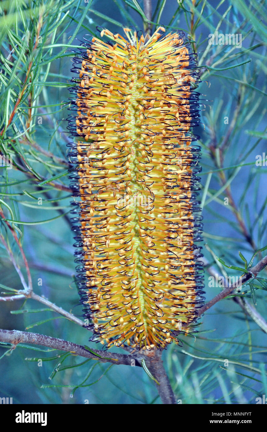Banksia spinulosa hi-res stock photography and images - Alamy