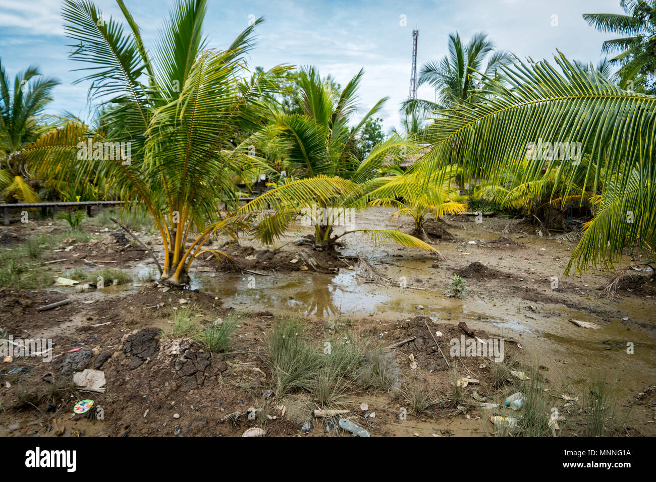 Messy nature hi-res stock photography and images - Alamy