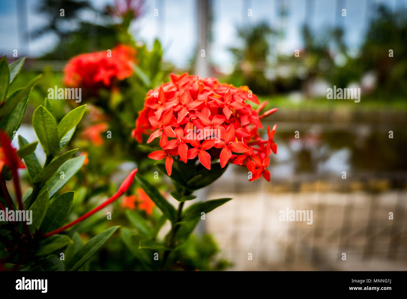 Indonesia red flowers hi-res stock photography and images - Alamy