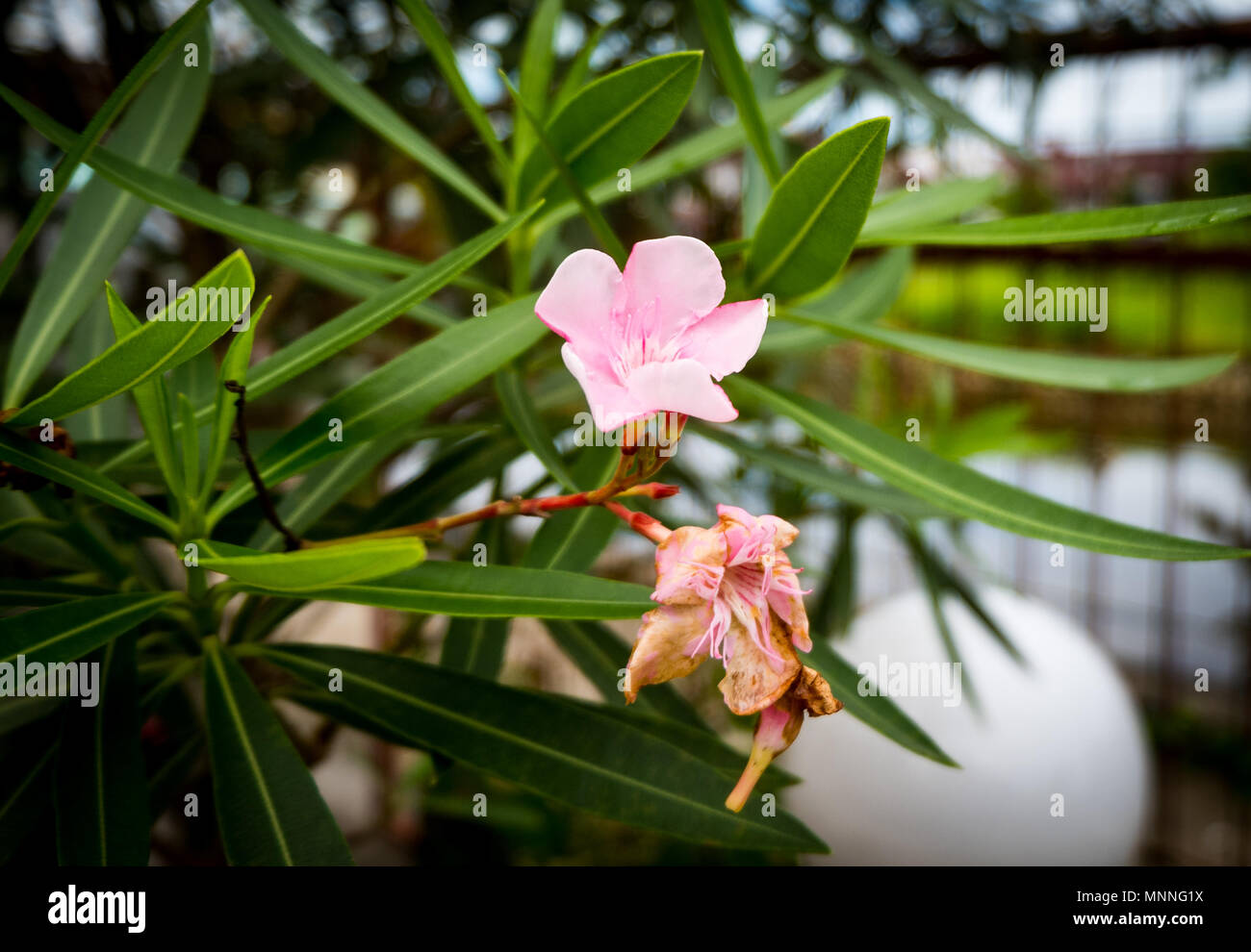 Soft white flower detail hi-res stock photography and images - Alamy