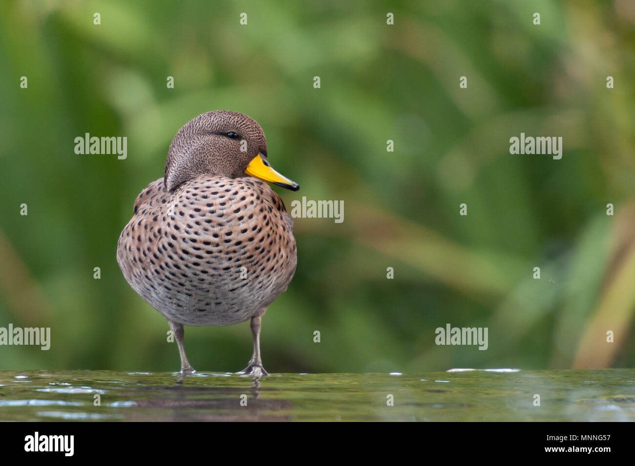 Duck with yellow beak hi-res stock photography and images - Alamy