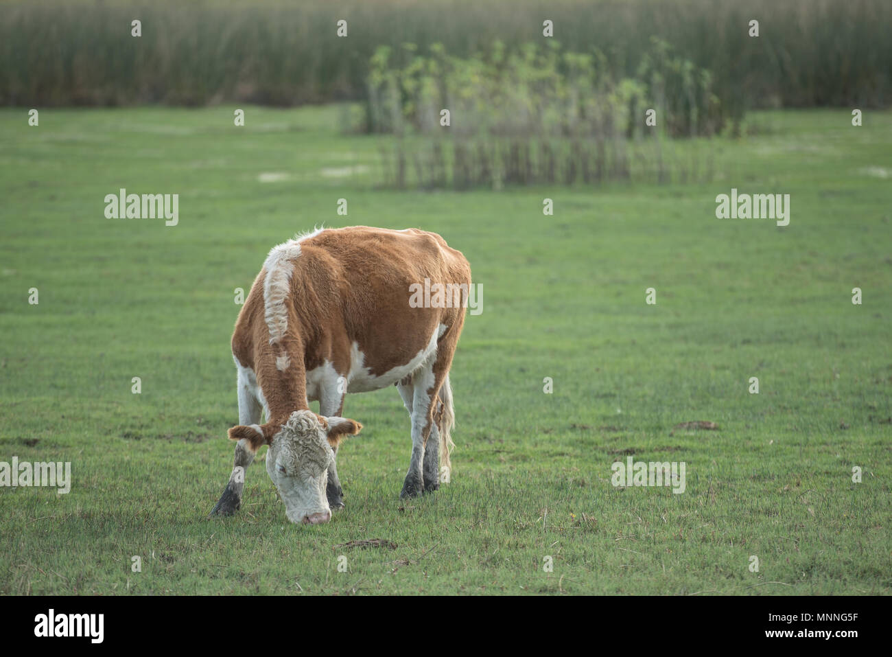 Australian Beef Cow High Resolution Stock Photography and Images - Alamy