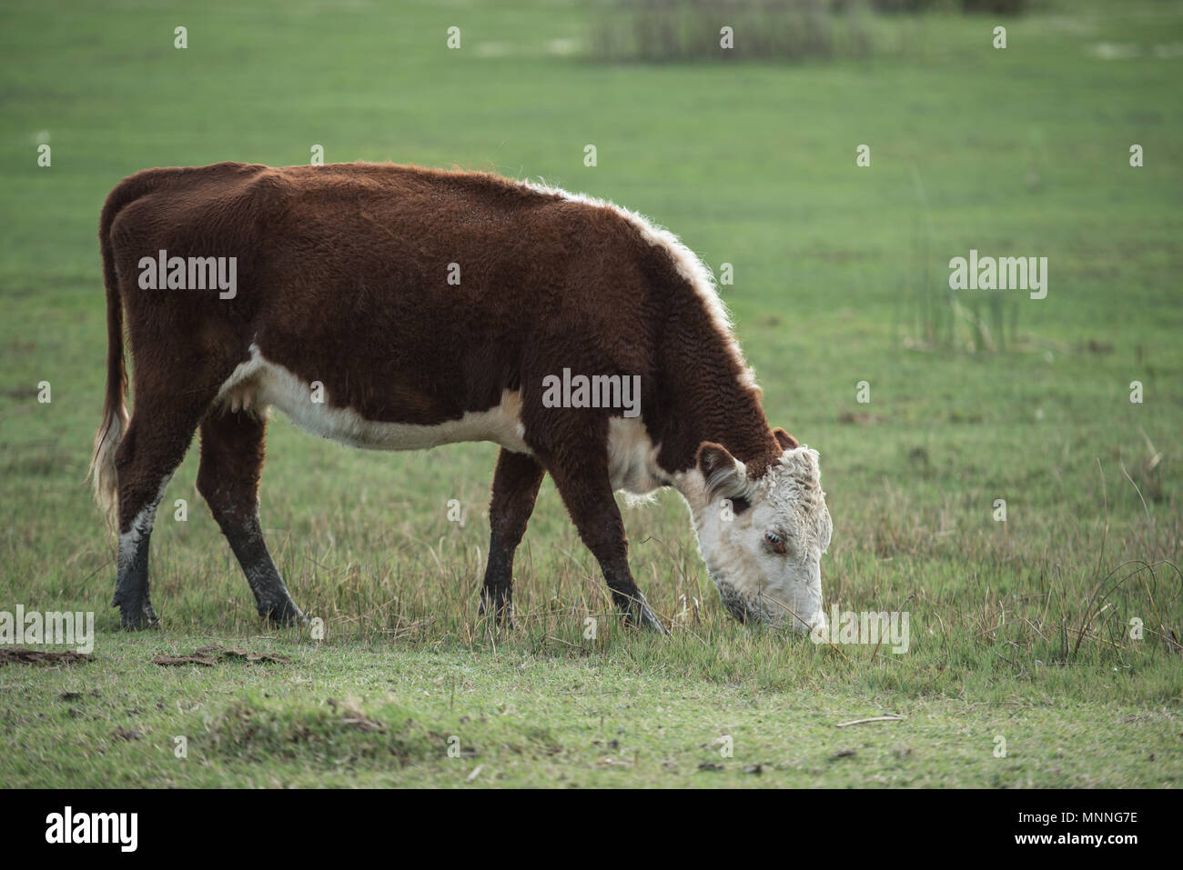 Australian Beef Cow High Resolution Stock Photography and Images - Alamy