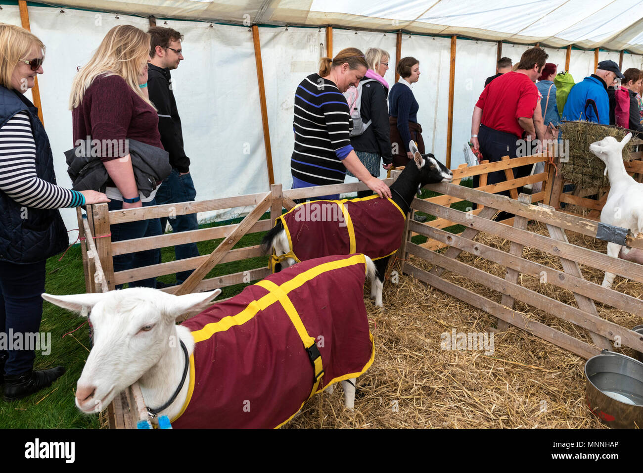 Meet the goats hi-res stock photography and images - Alamy