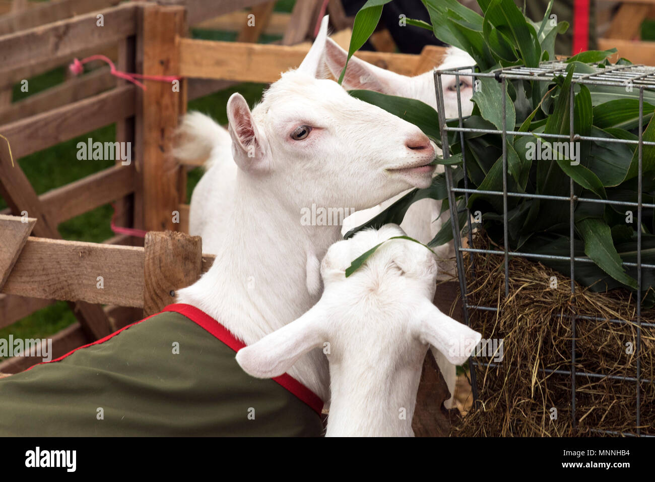 Best of Breed goat competition at Stokesley Show, North Yorkshire ...