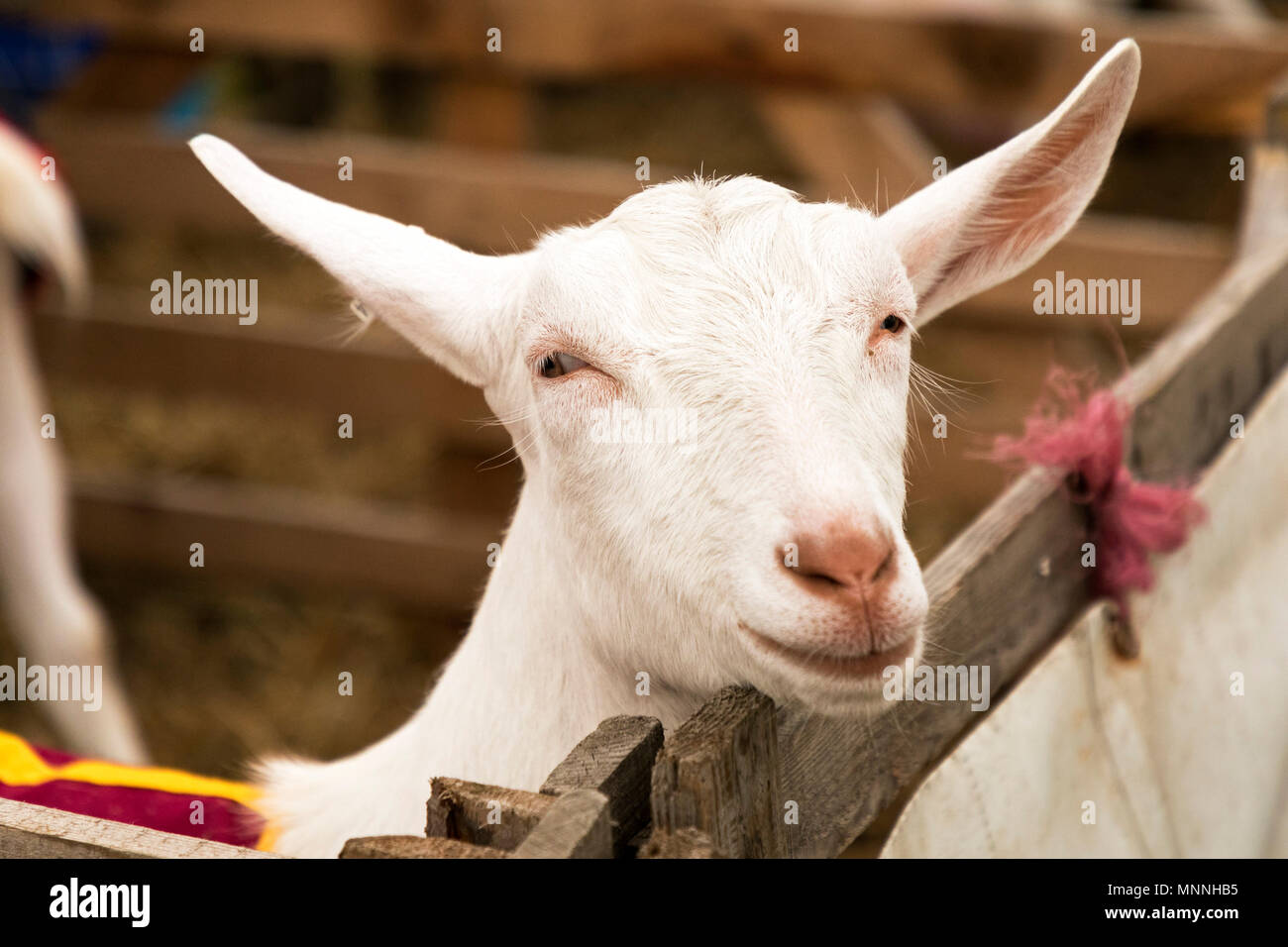 Best of Breed goat competition at Stokesley Show, North Yorkshire ...
