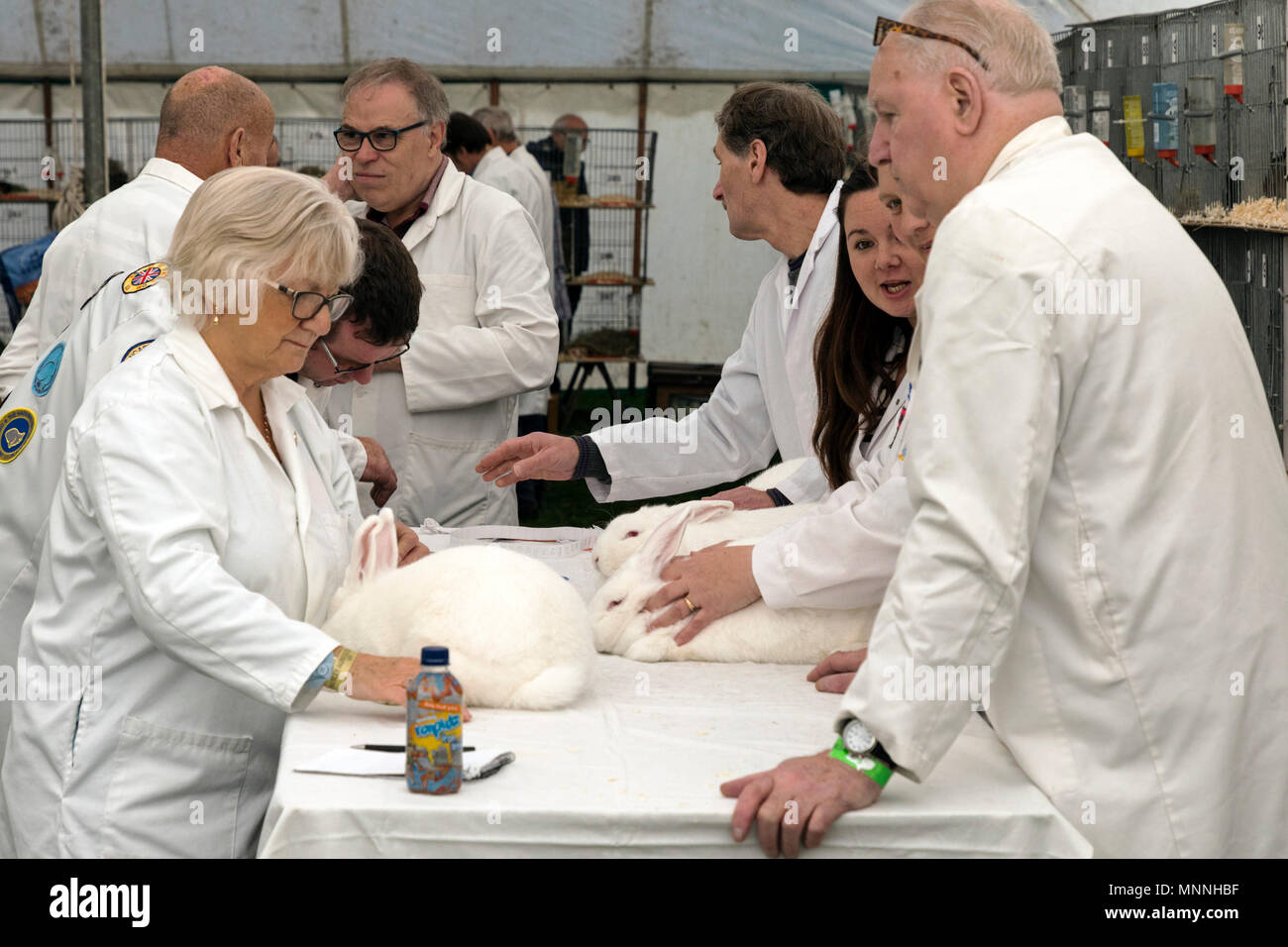 judges at Best of Breed rabbit competition at Stokesley Show, North ...