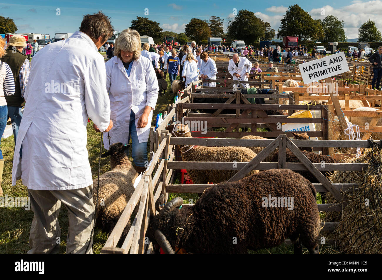 Livestock competition at Stokesley Show, North Yorkshire, England, UK ...