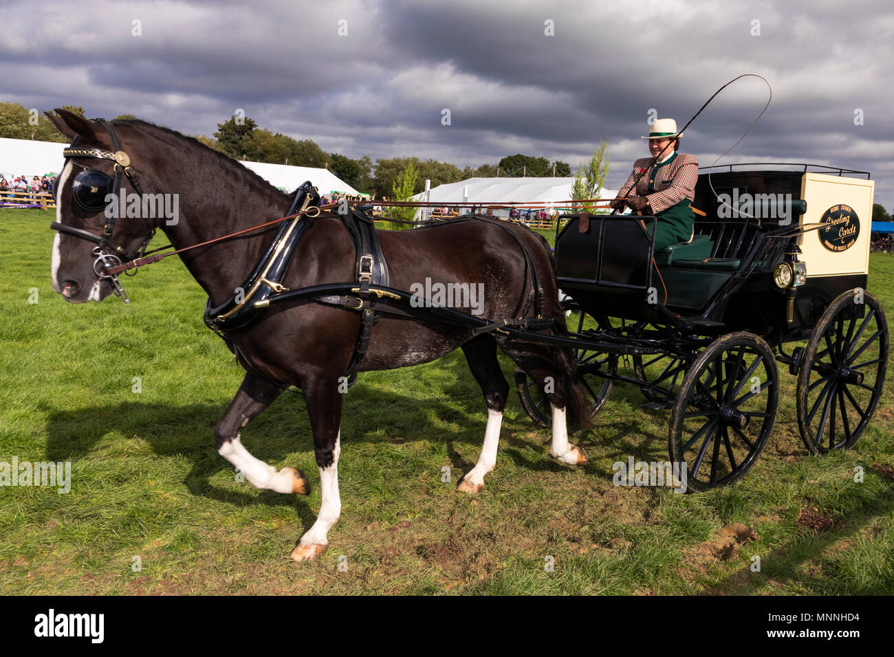Horse and carriage at equestrian display, Stokesley Show, North ...