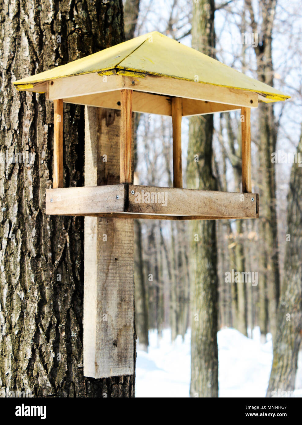 Wooden trough for feeding birds in winter, nailed to a tree in the ...