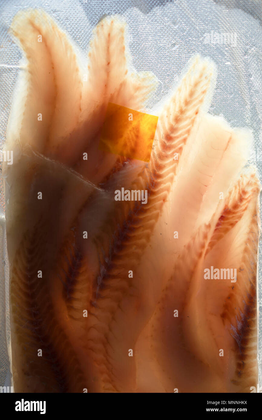 The fish fillet is cleaned and ready for cooking packed in a ...