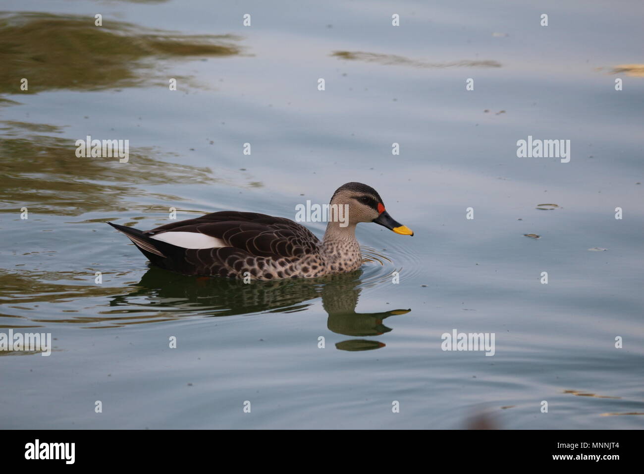 Calm water with duck swimming hi-res stock photography and images - Alamy