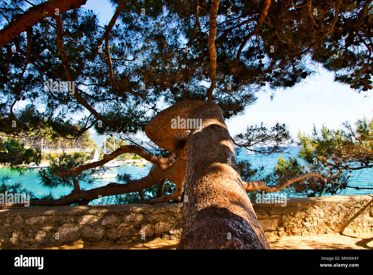 tree from bottom Stock Photo - Alamy