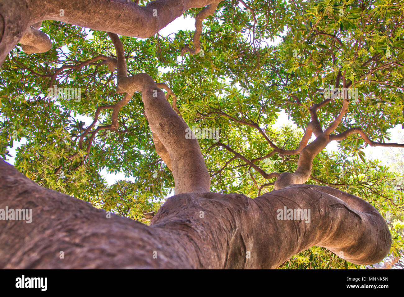 tree from bottom Stock Photo - Alamy